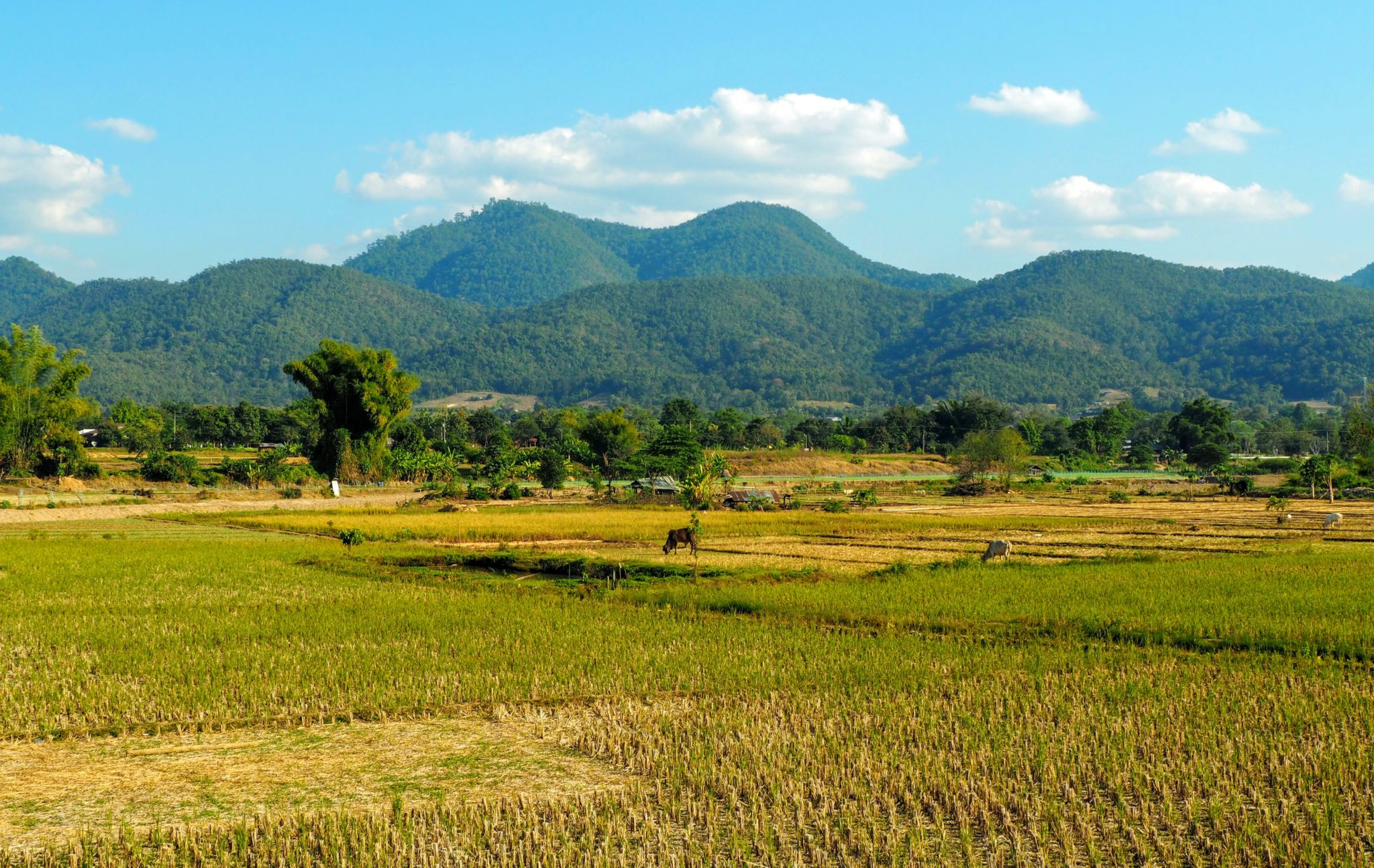 One Week in Northern Thailand Itinerary - Erika's Travelventures
