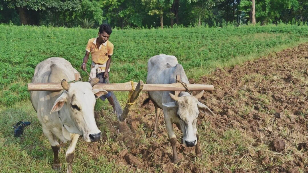 Permaculture Course at Navadarshanam, India - Erika's Travelventures
