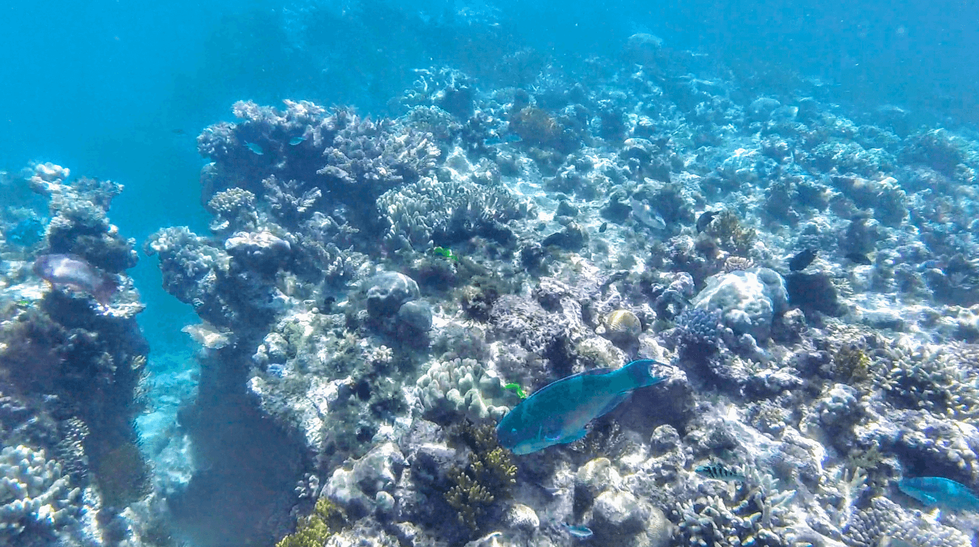 Cairns Great Barrier Reef Snorkeling - The Evolution Reef Cruise ...